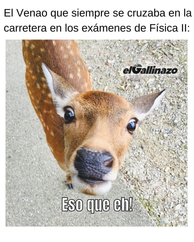 Memes Universitarios: Edición UTP - El Gallinazo