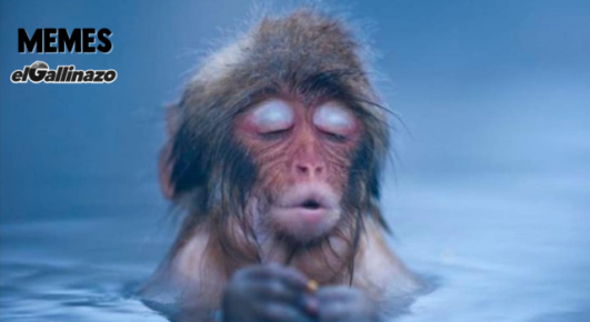El Gallinazo - Memes, Entretenimiento y Noticias de Panamá
